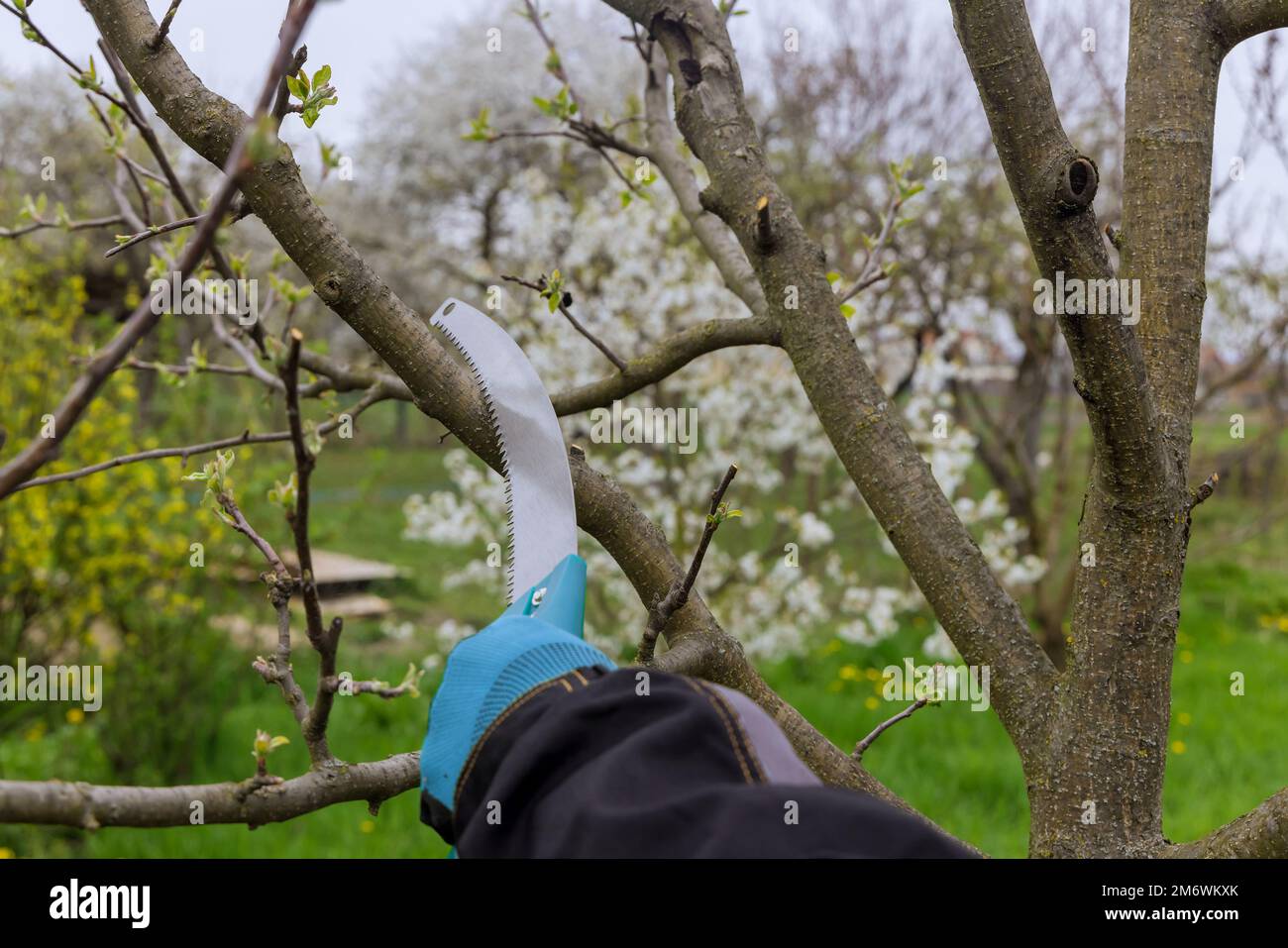 In spring, men cut a branch from a fruit tree with a garden saw Stock ...