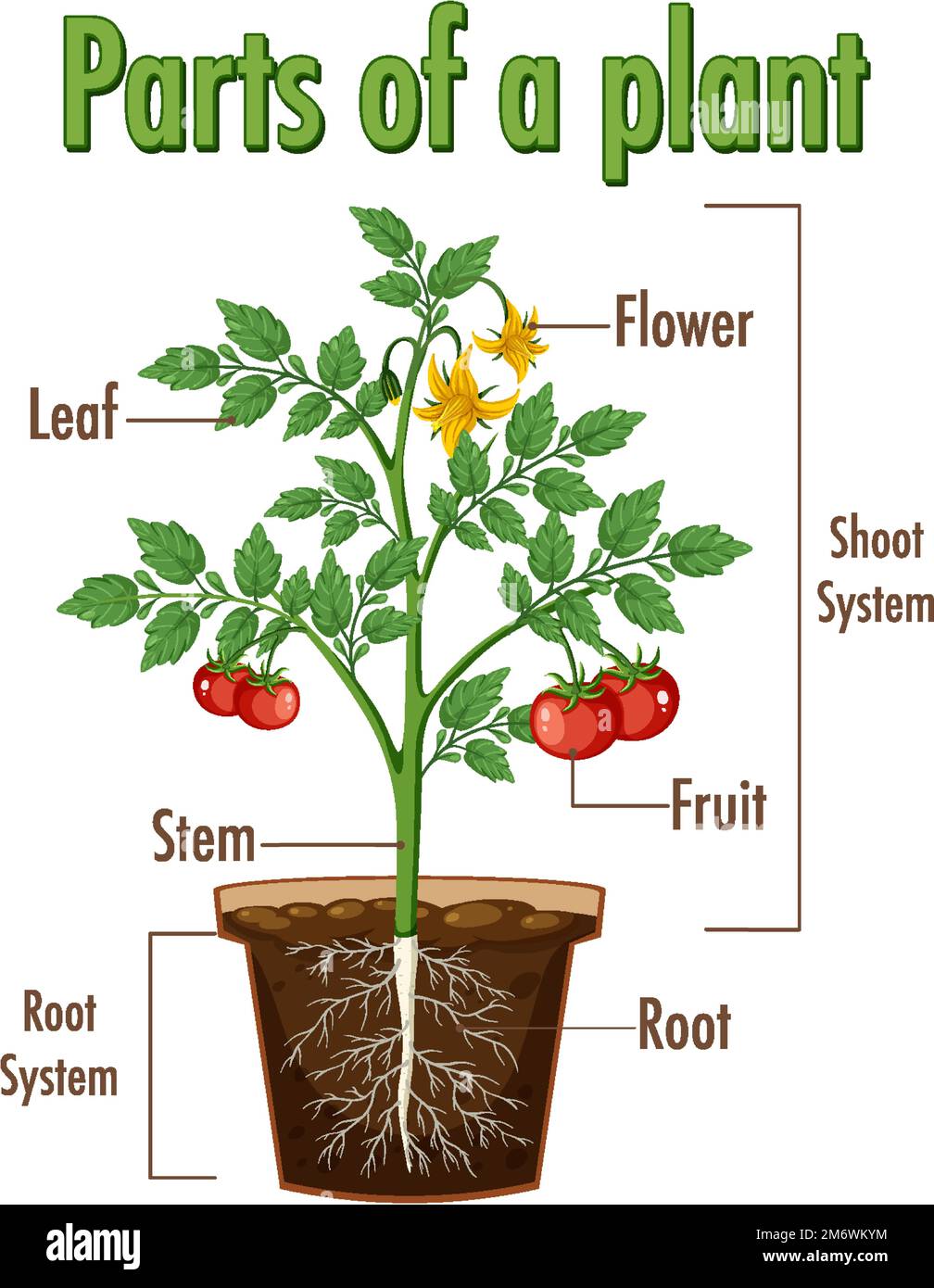 Diagram showing parts of a plant illustration Stock Vector Image & Art ...