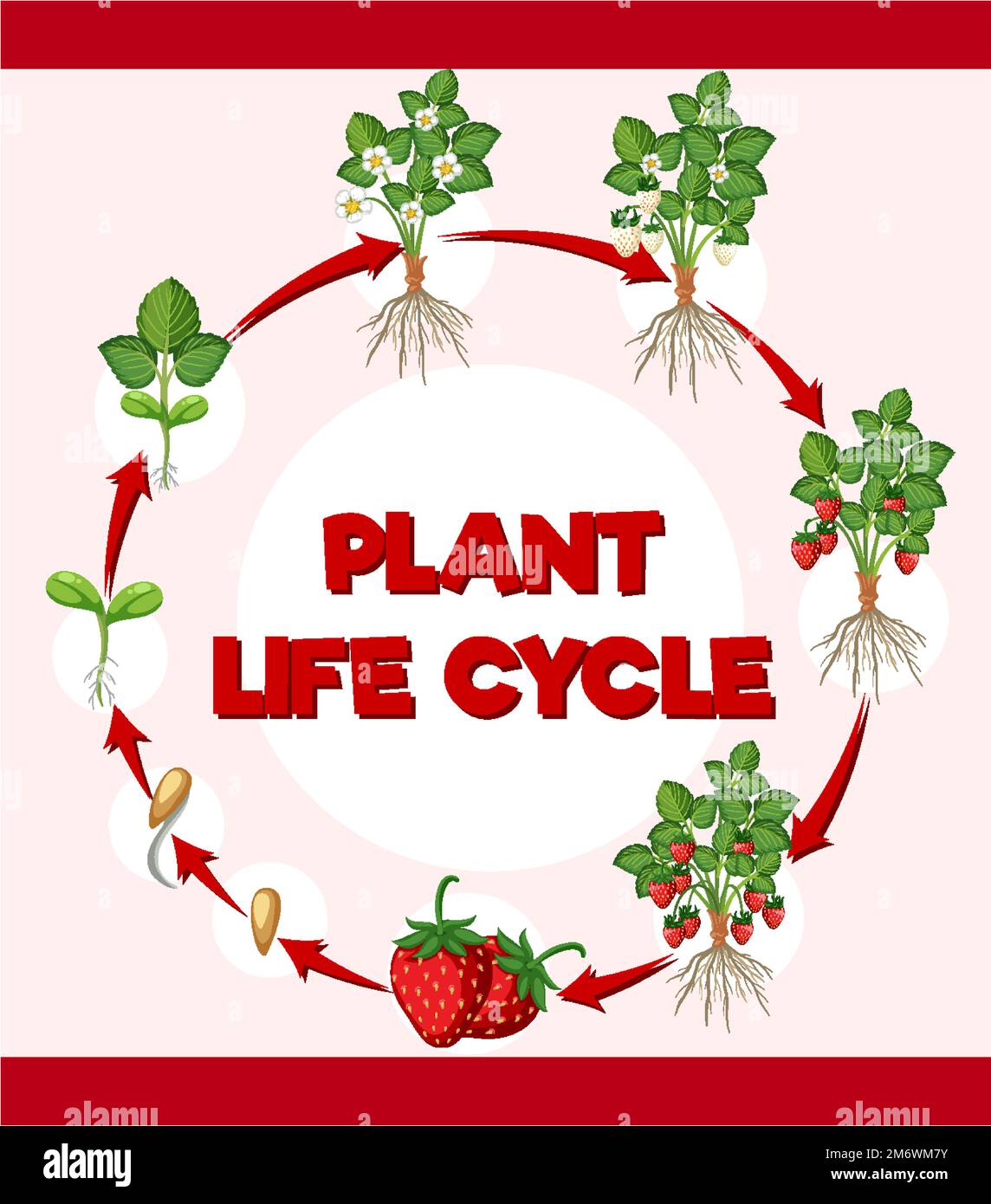 Strawberry Plant Life Cycle Diagram