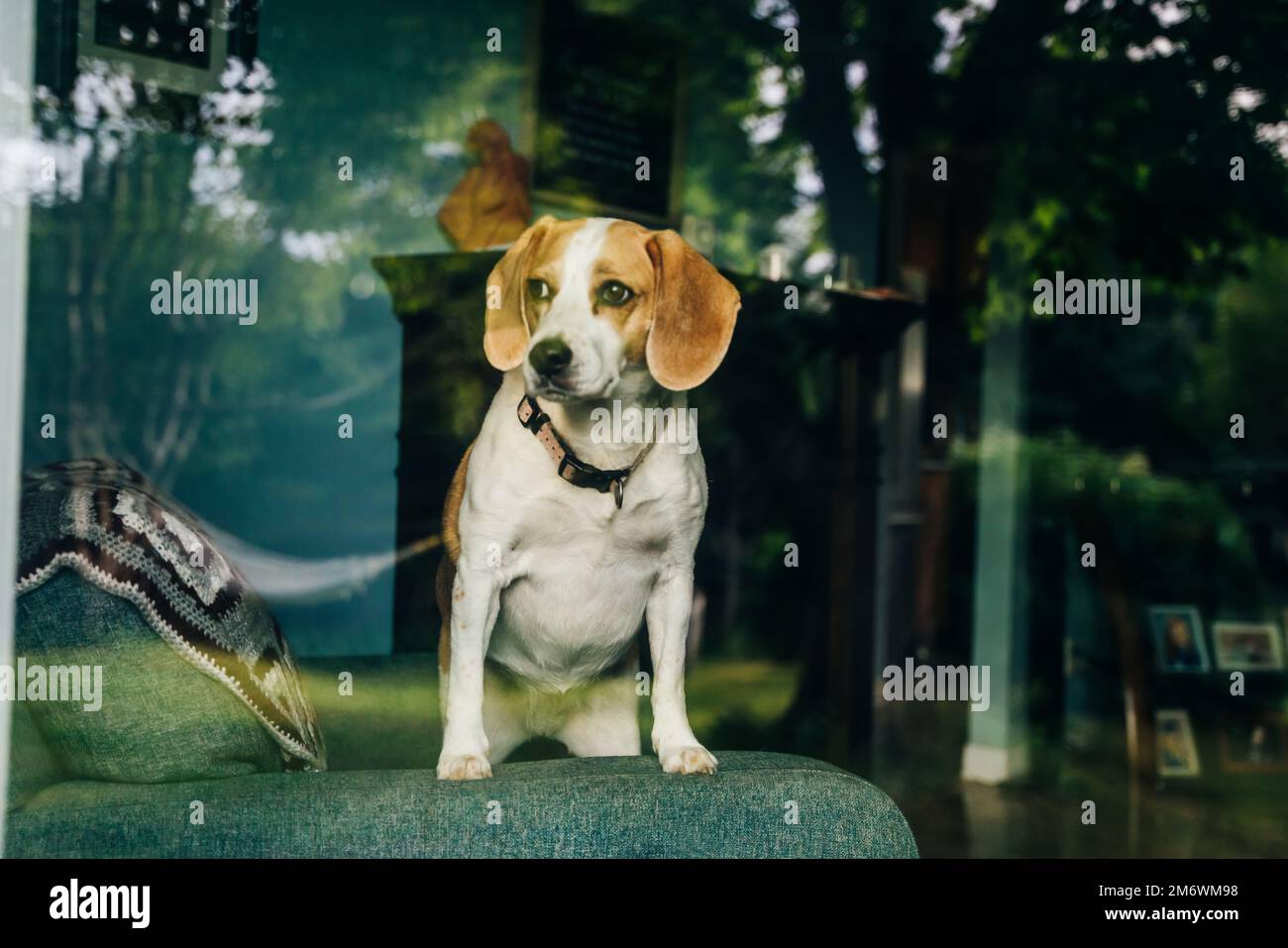 Beagle dog waiting at the window hi-res stock photography and images ...