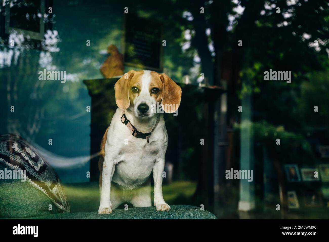 Beagle dog waiting at the window hi-res stock photography and images ...