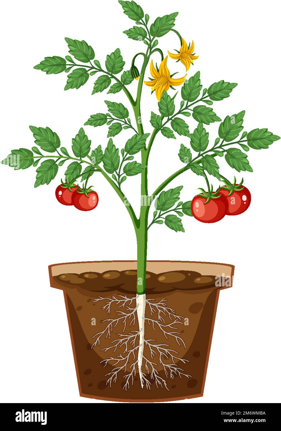 Tomato plant root in pot vector illustration Stock Vector Image & Art ...
