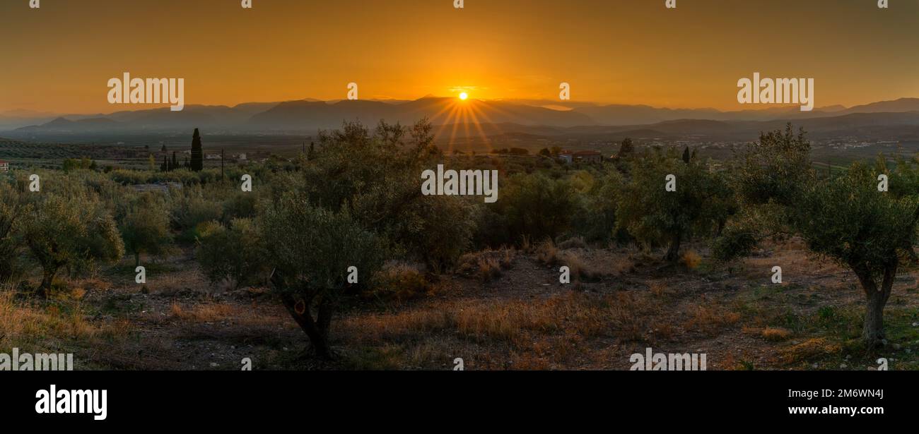 A sunset panorama landscape of olive groves and gentle rolling hills on ...