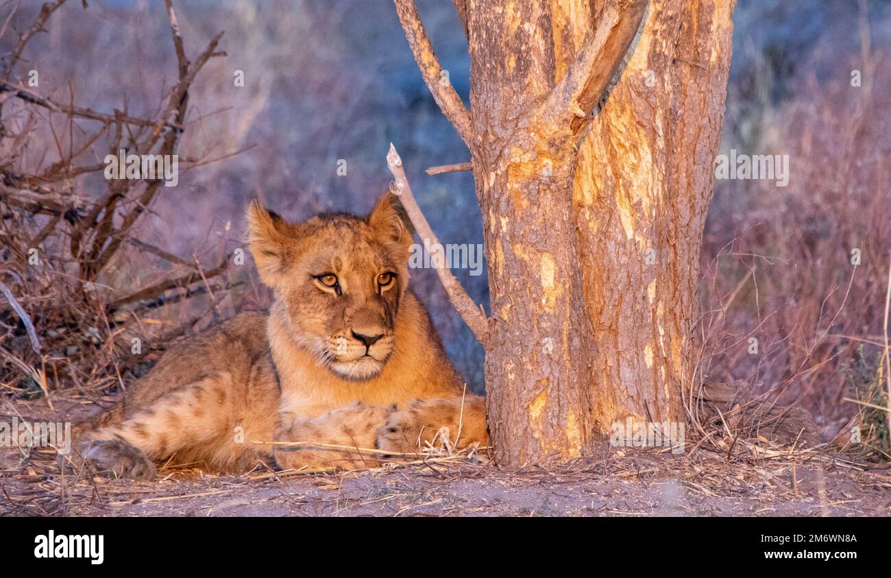 Juvenile lion lies under a tree on the African savanna and surveys the ...