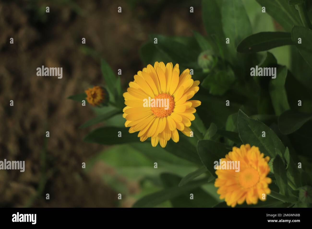 Calendula flowers (lat. Calendula officinalis Stock Photo - Alamy