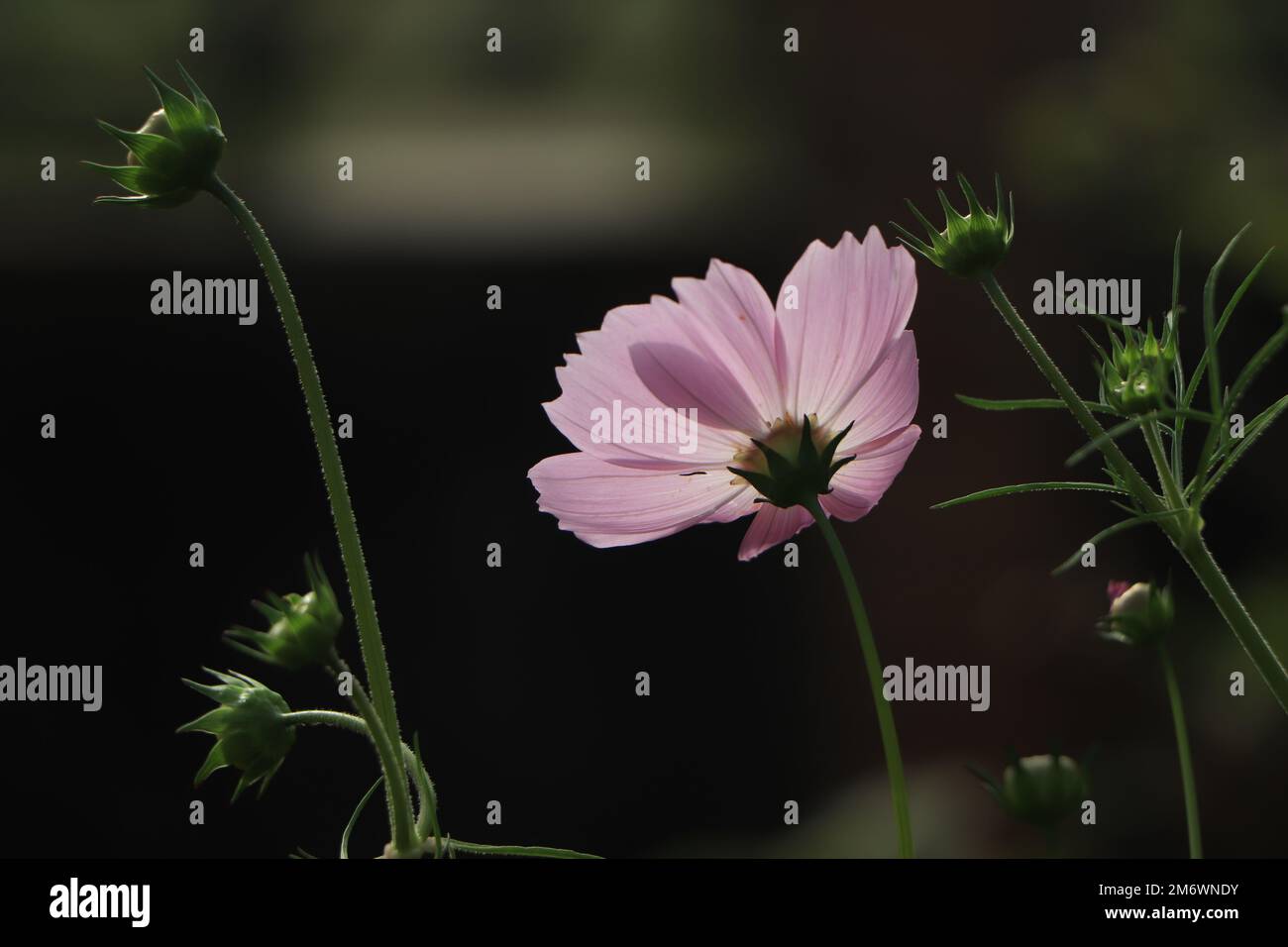 Cosmos flower field hi-res stock photography and images - Alamy