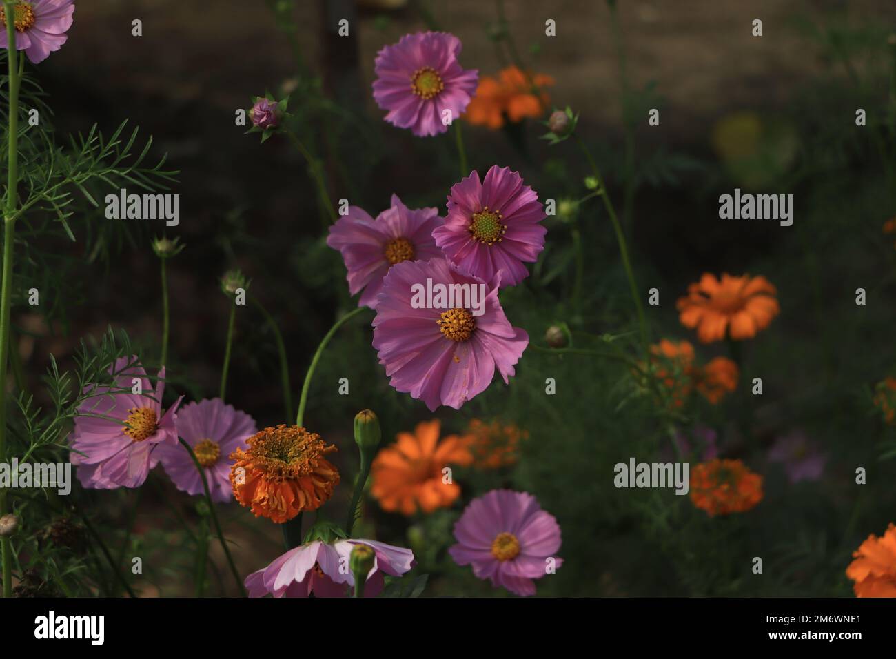 Cosmos flowers in nature, sweet background, blurry flower background ...