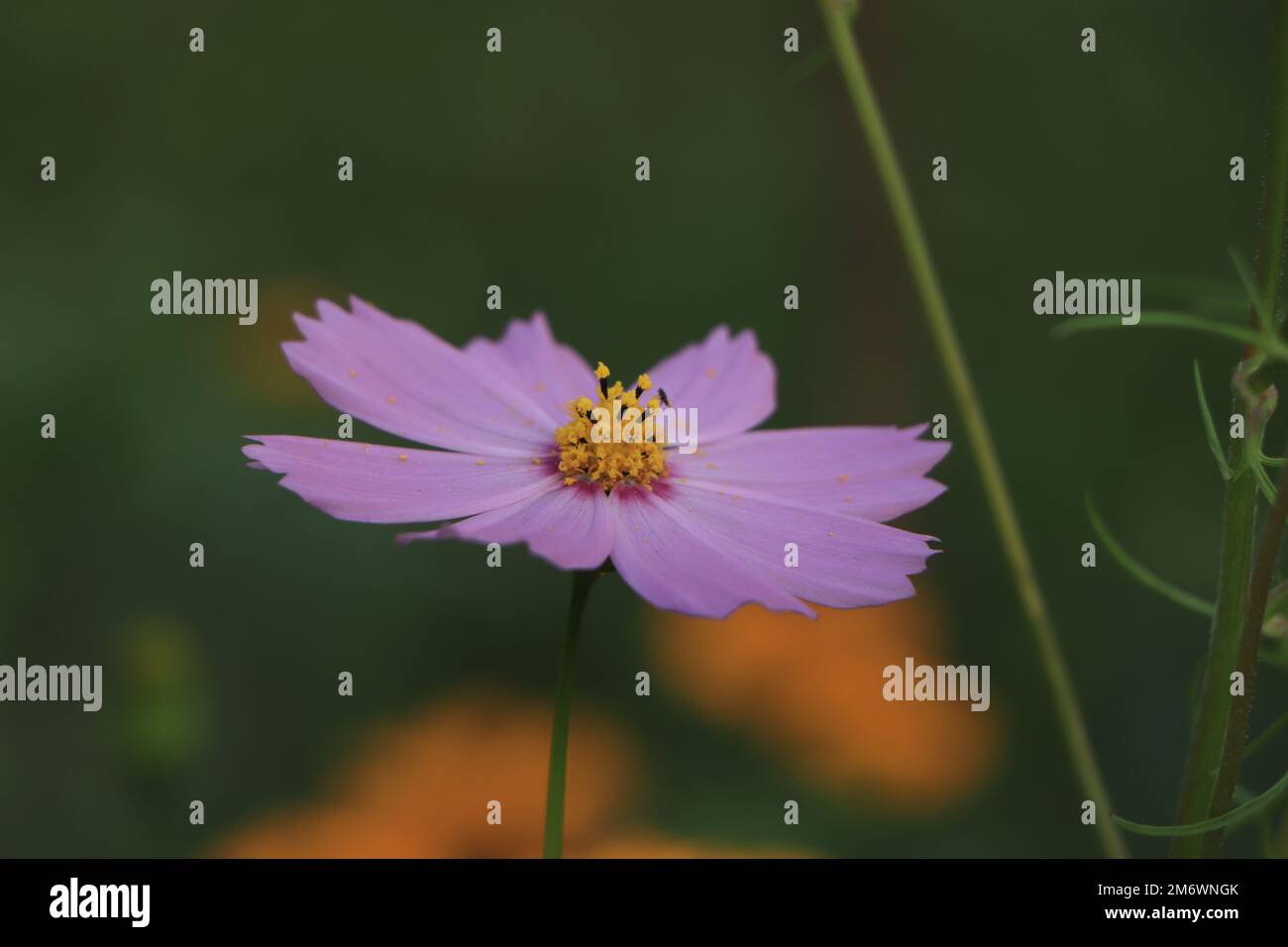 Pale cosmos flower in hi-res stock photography and images - Alamy