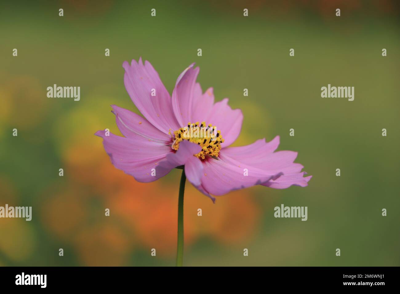Cosmos flower closeup hi-res stock photography and images - Alamy
