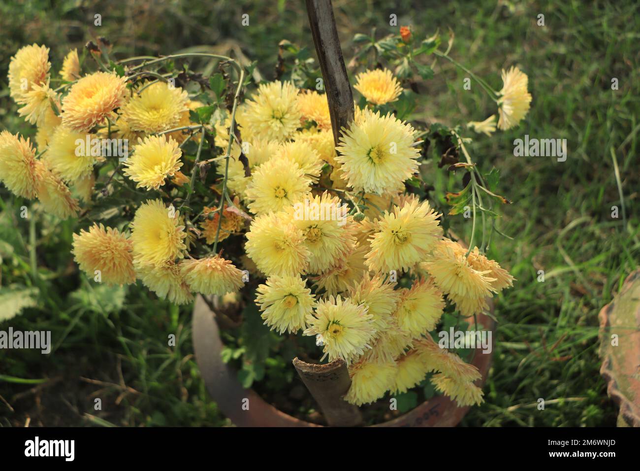 Chinese Chrysanthemum is a plant, Asteraceae family, genus ...