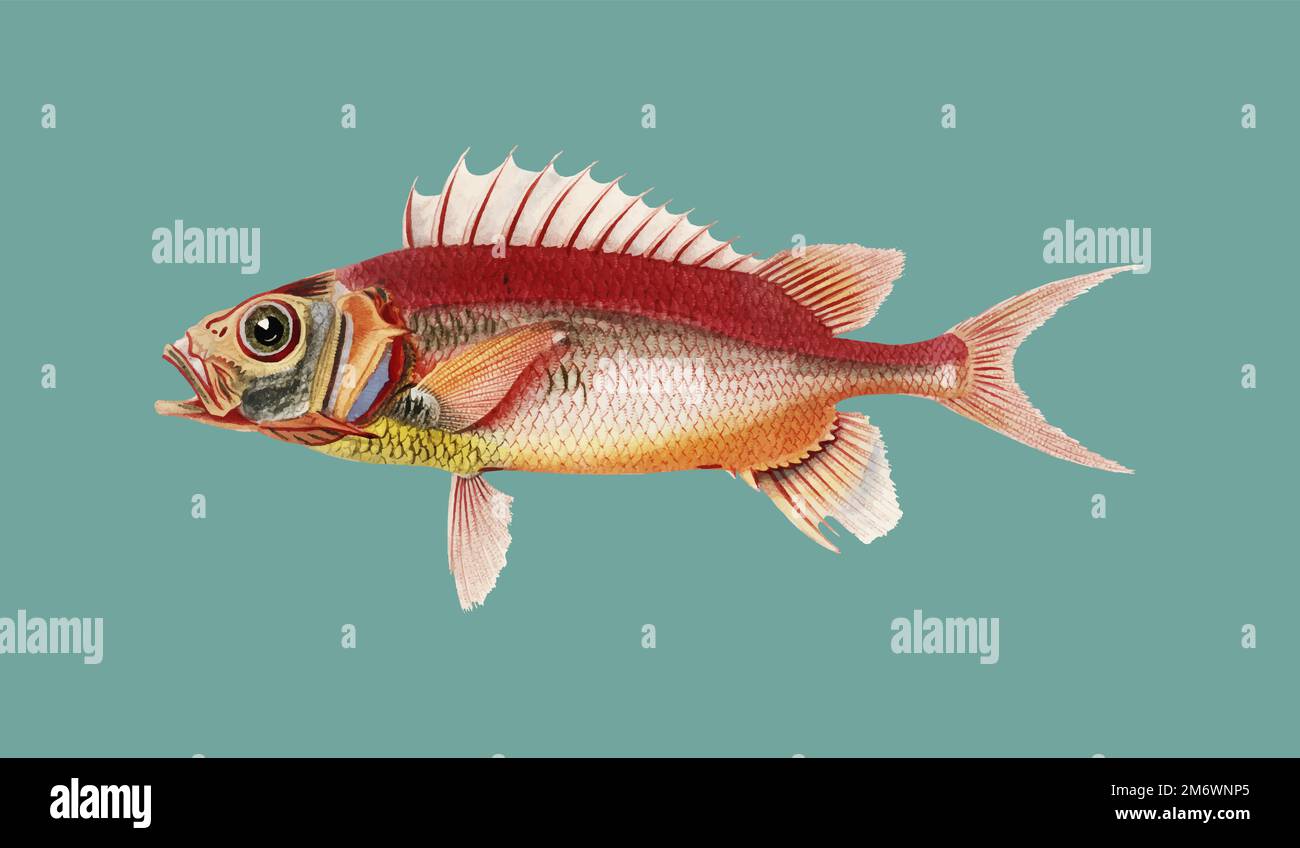 Holocentrus adscensionis illustrated by Charles Dessalines D'Orbigny ...