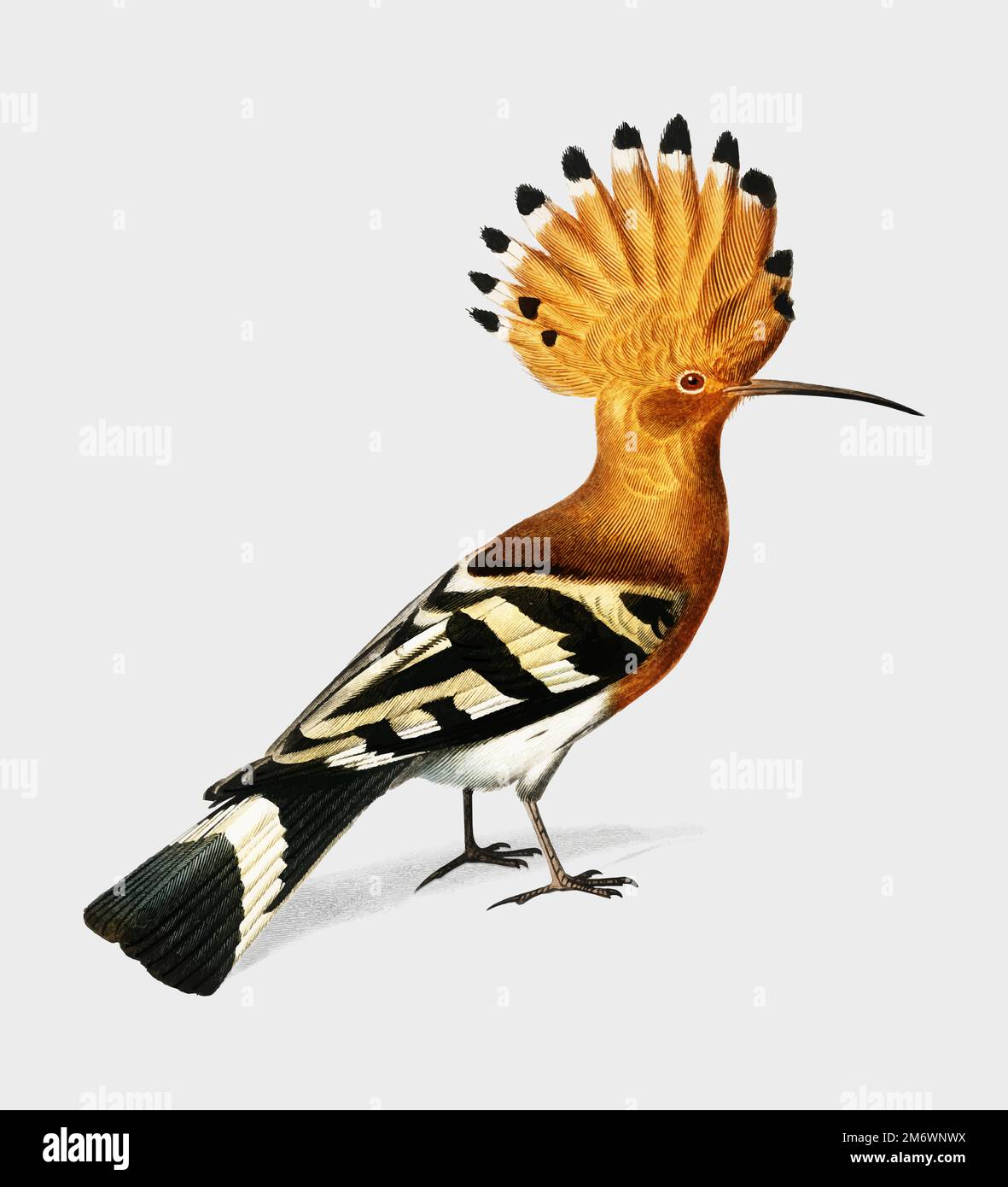 Endothermic vertebrates Stock Vector Images - Alamy