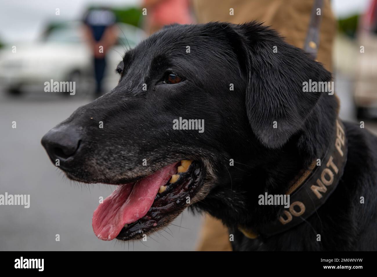 Hank, an 18th Security Forces Squadron military working dog, gets ready ...