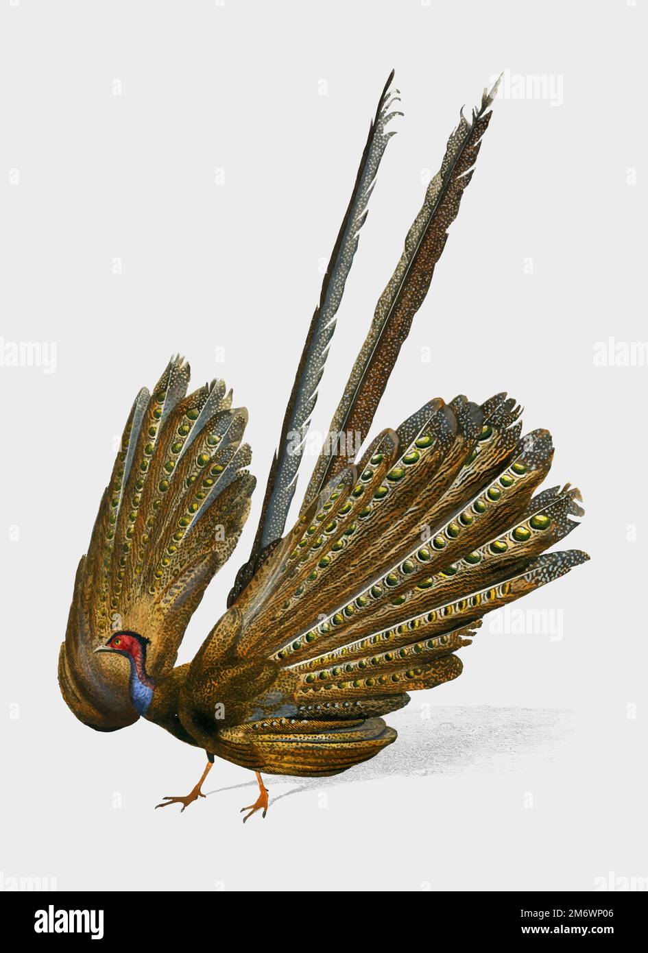 Great argus (Phasianus argus) illustrated by Charles Dessalines D ...