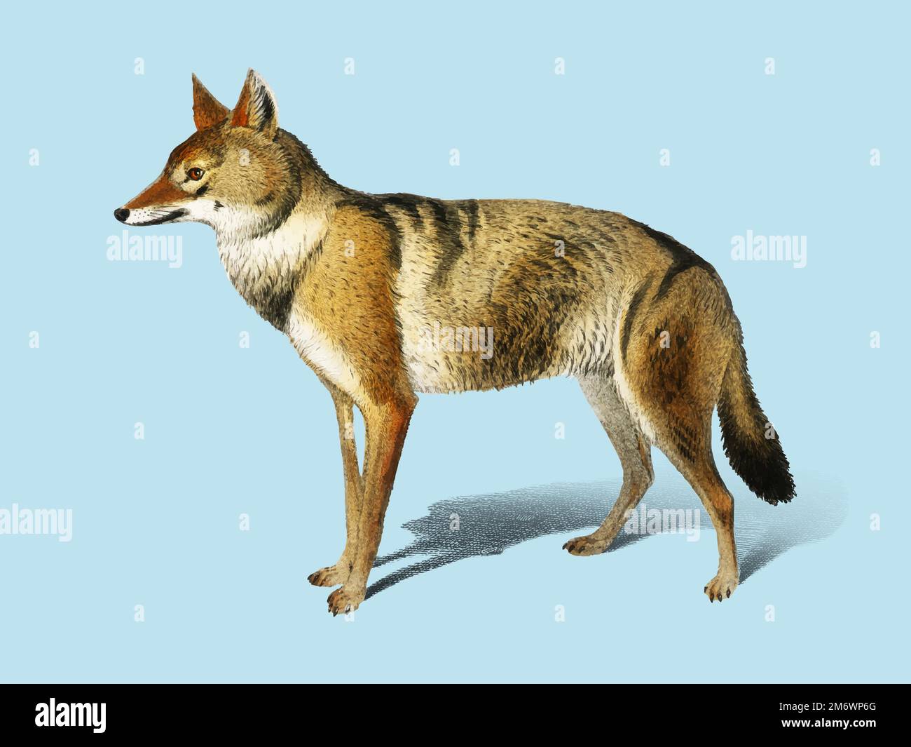 Golden Jackal (Canis Aureus) illustrated by Charles Dessalines D ... Golden Jackal (Canis Aureus) illustrated by Charles Dessalines D ...