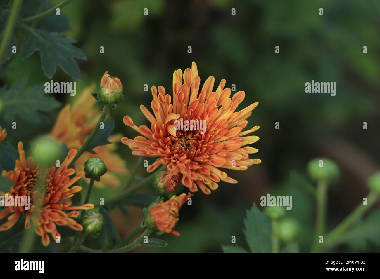 Background of yellow-orange chrysanthemums closeup in bright sunlight ...