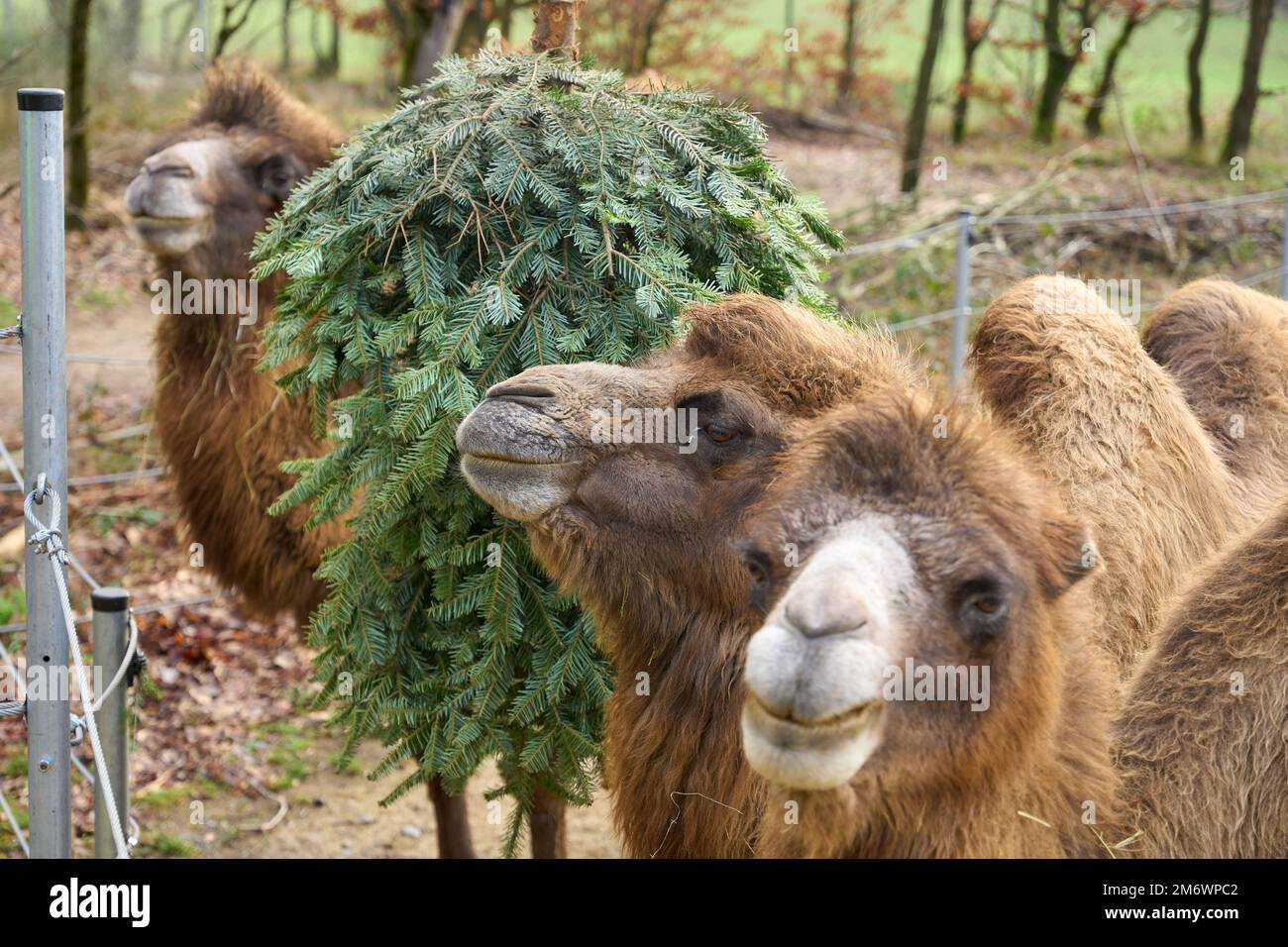 Bell, Germany. 05th Jan, 2023. The camels in the Bell Animal Adventure ...