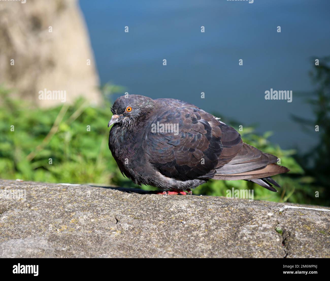 Birding in the urban environment hi-res stock photography and images ...