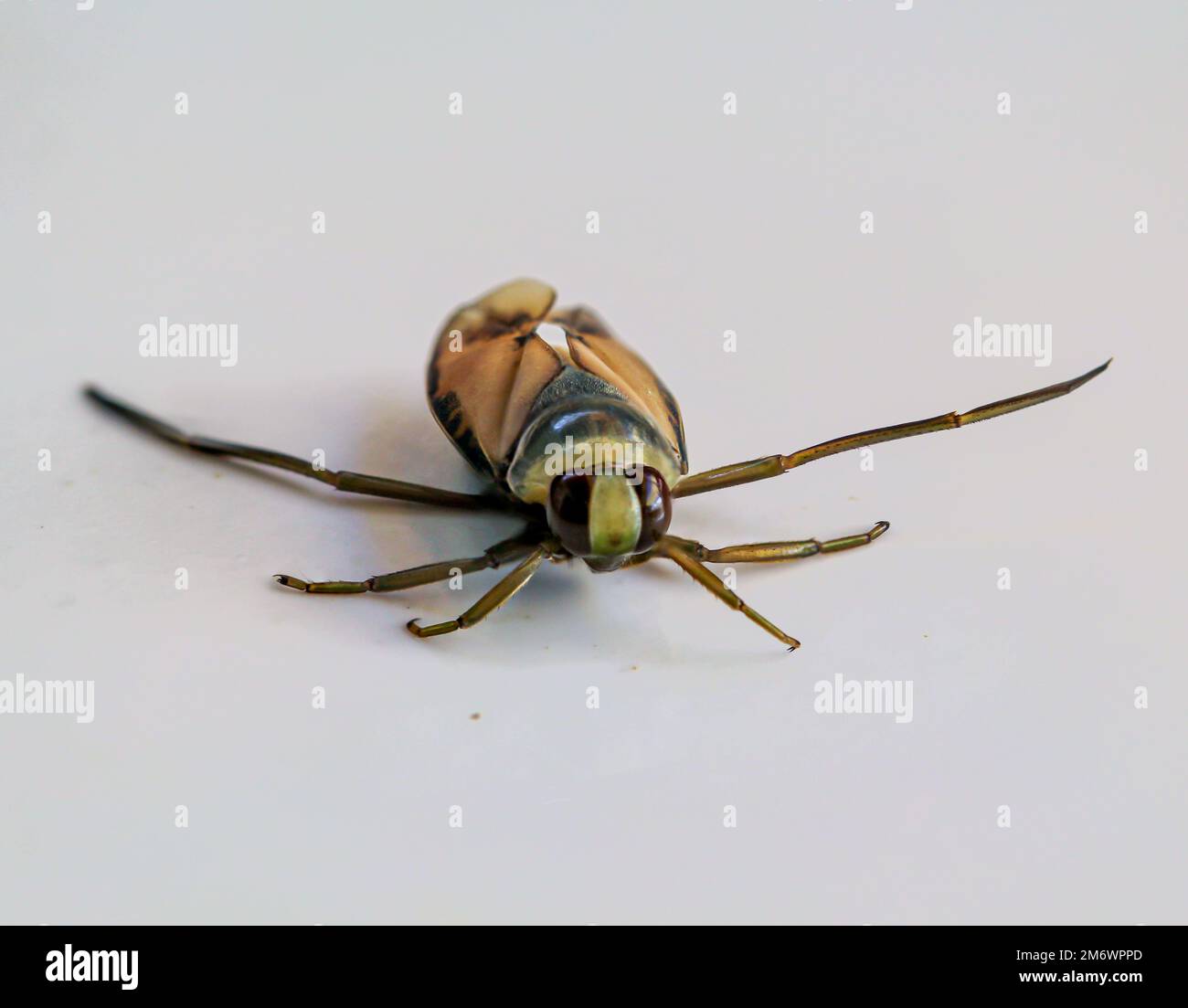 Close-up of a common backswimmer, a water bug, Notonecta glauca Stock ...