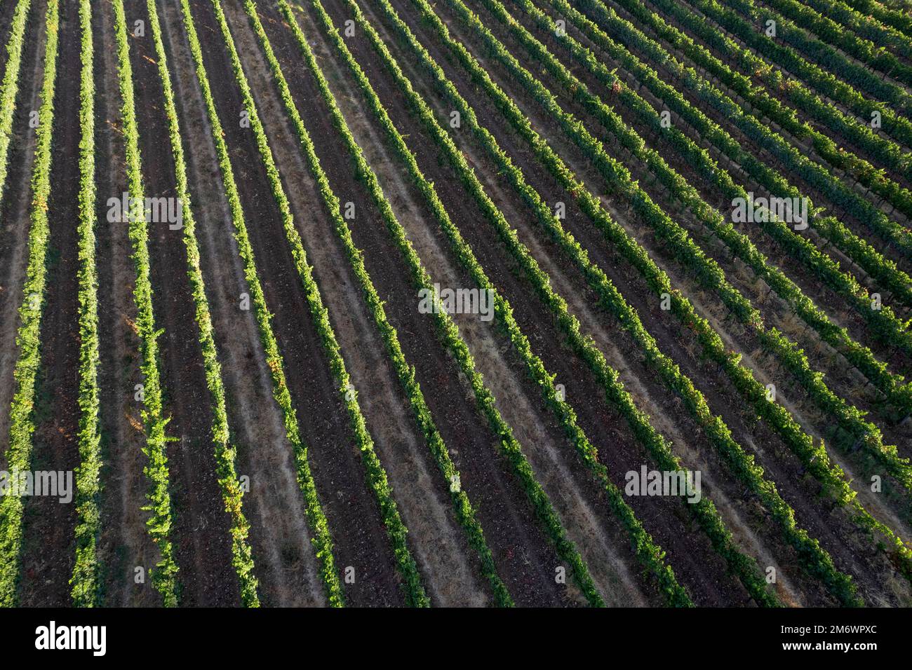 Aerial view of the rows of a vineyard Tuscany Italy Stock Photo - Alamy