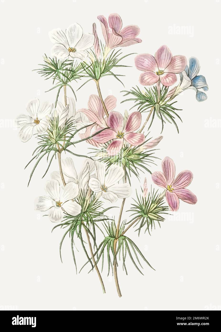 Flowered Stock Vector Images - Alamy