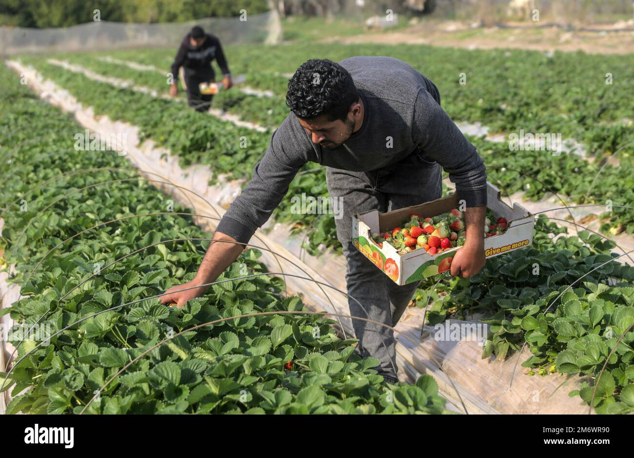 Gaza, Palestine. 05th Jan, 2023. Palestinian farmers pick strawberries ...