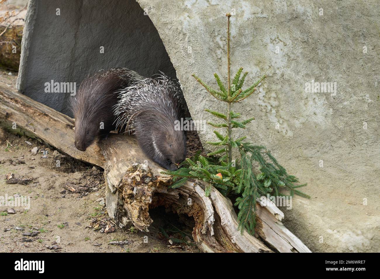 Bell, Germany. 05th Jan, 2023. The porcupines in the Bell Animal ...