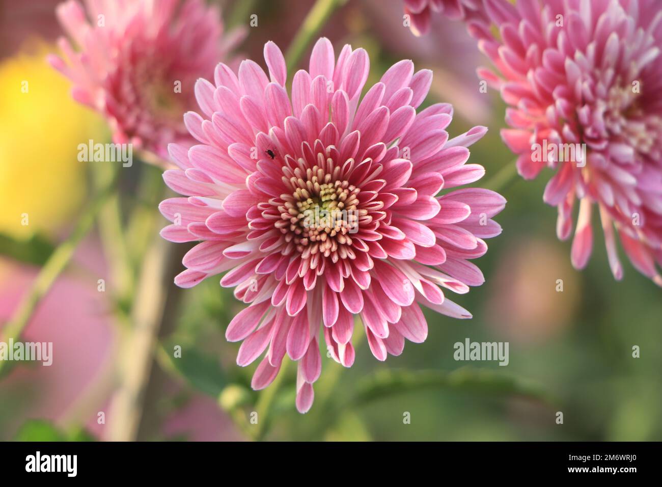 Close up of pink chrysanthemum blossom on spring season Stock Photo - Alamy