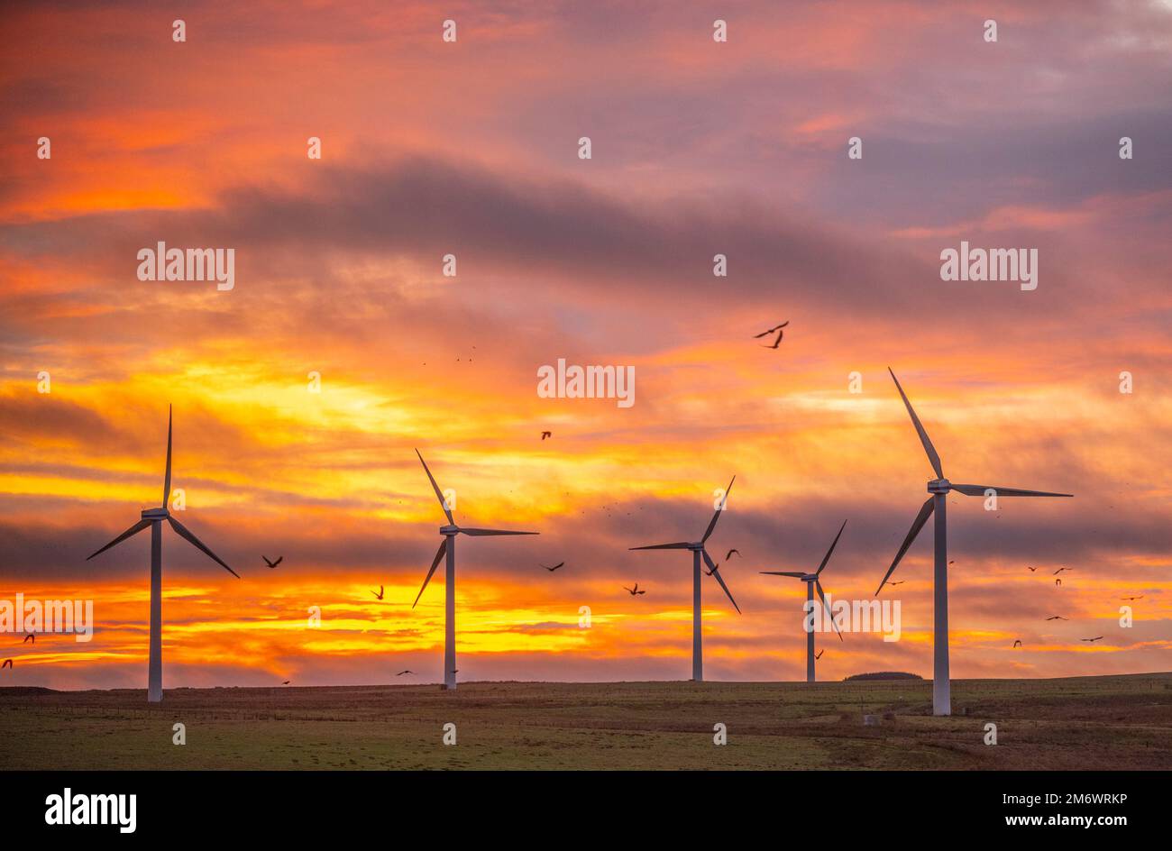 5th January 2022. UK weather, Scotland. Sutra East wind farm, Scottish ...