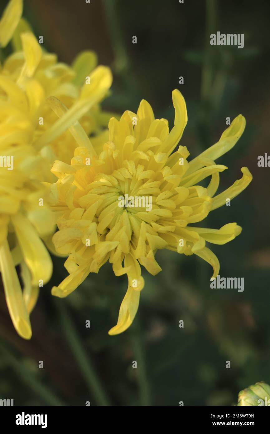 Beautiful yellow chrysanthemum as background picture. Chrysanthemum ...