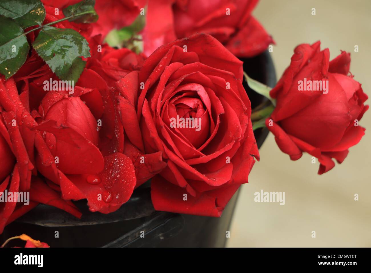 Natural red roses background. flower background Stock Photo - Alamy