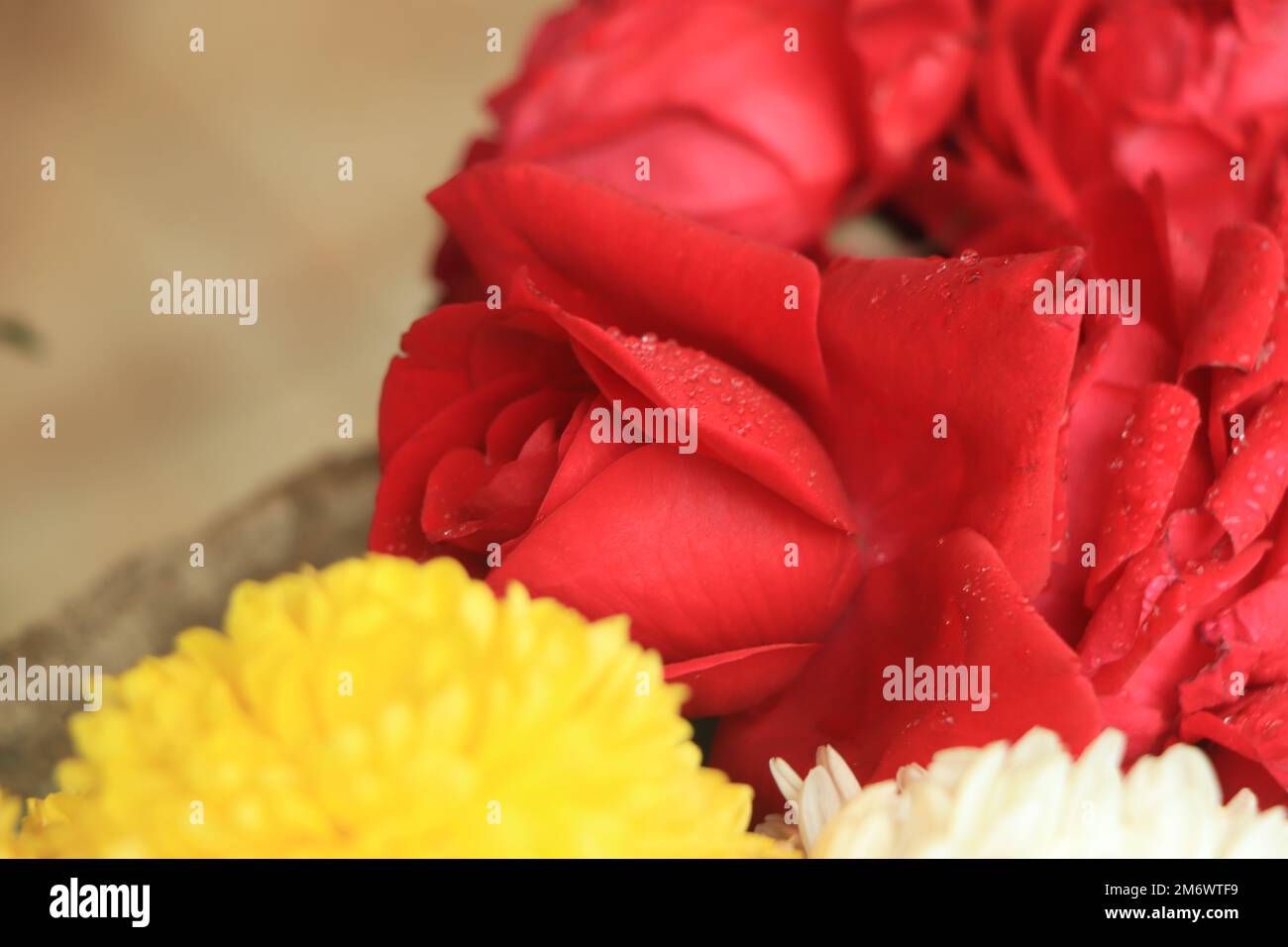 Natural red roses background. Color of the holiday Stock Photo - Alamy