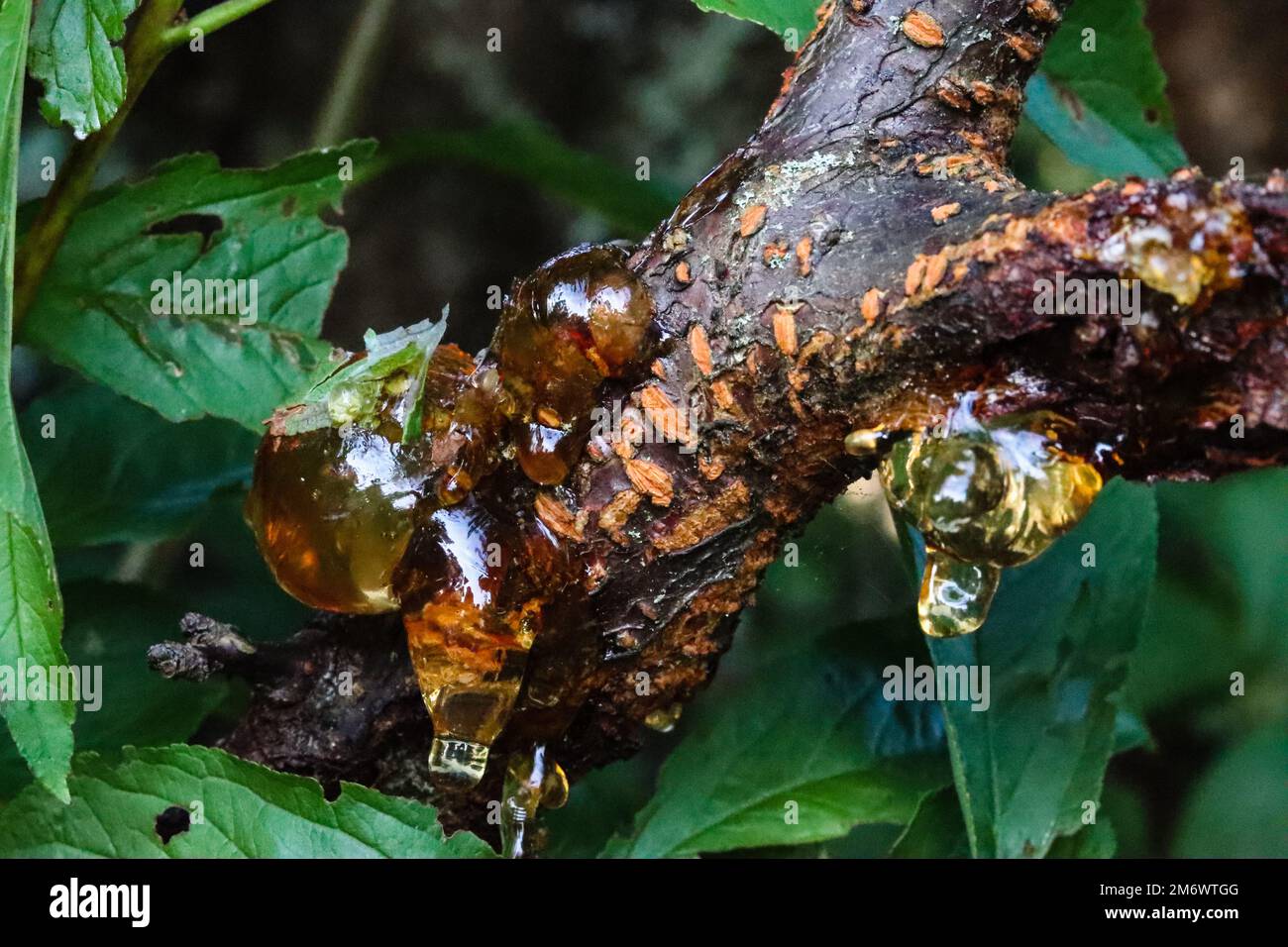Beautiful tree resin bulbs on a fruit tree Stock Photo - Alamy