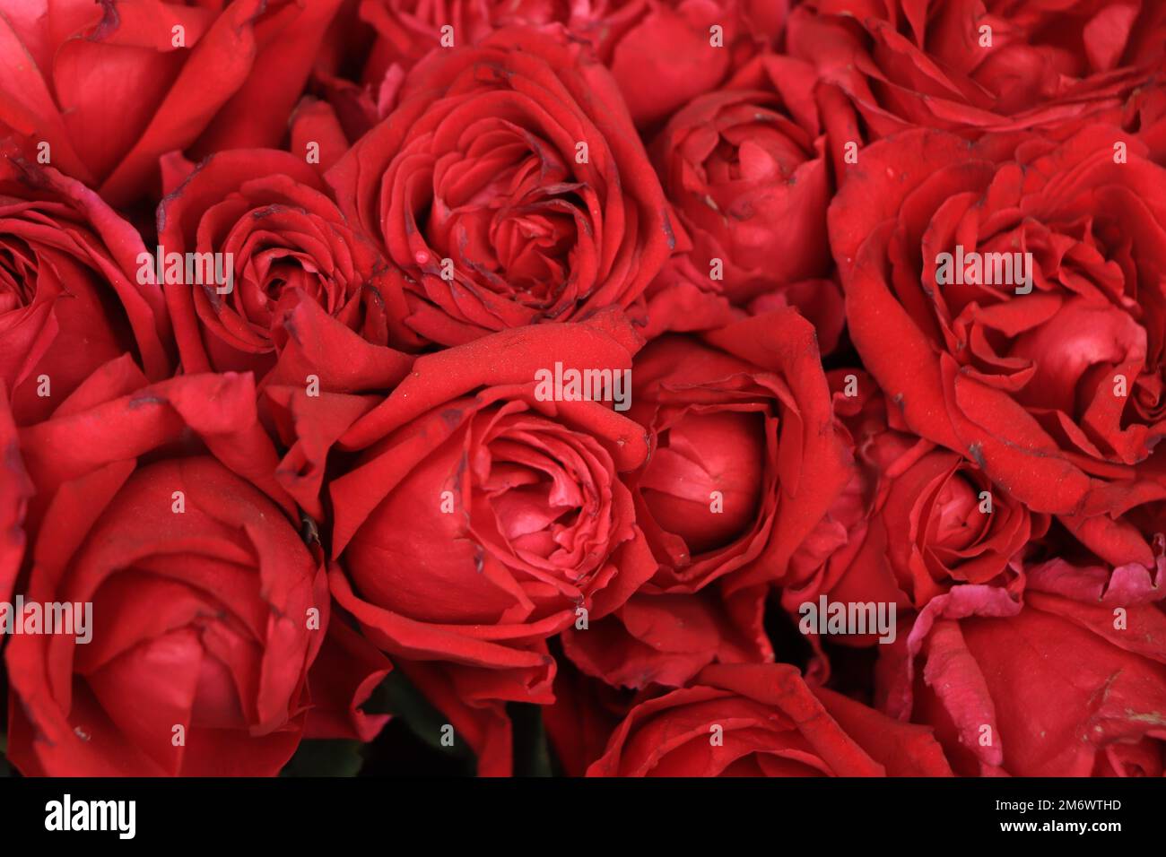 Natural red roses background Stock Photo - Alamy