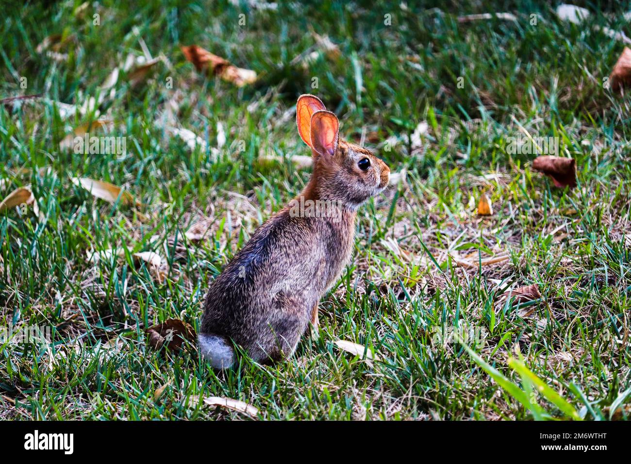 Rabbit standing up hi-res stock photography and images - Alamy