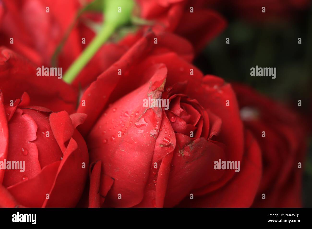 Real red roses hi-res stock photography and images - Alamy