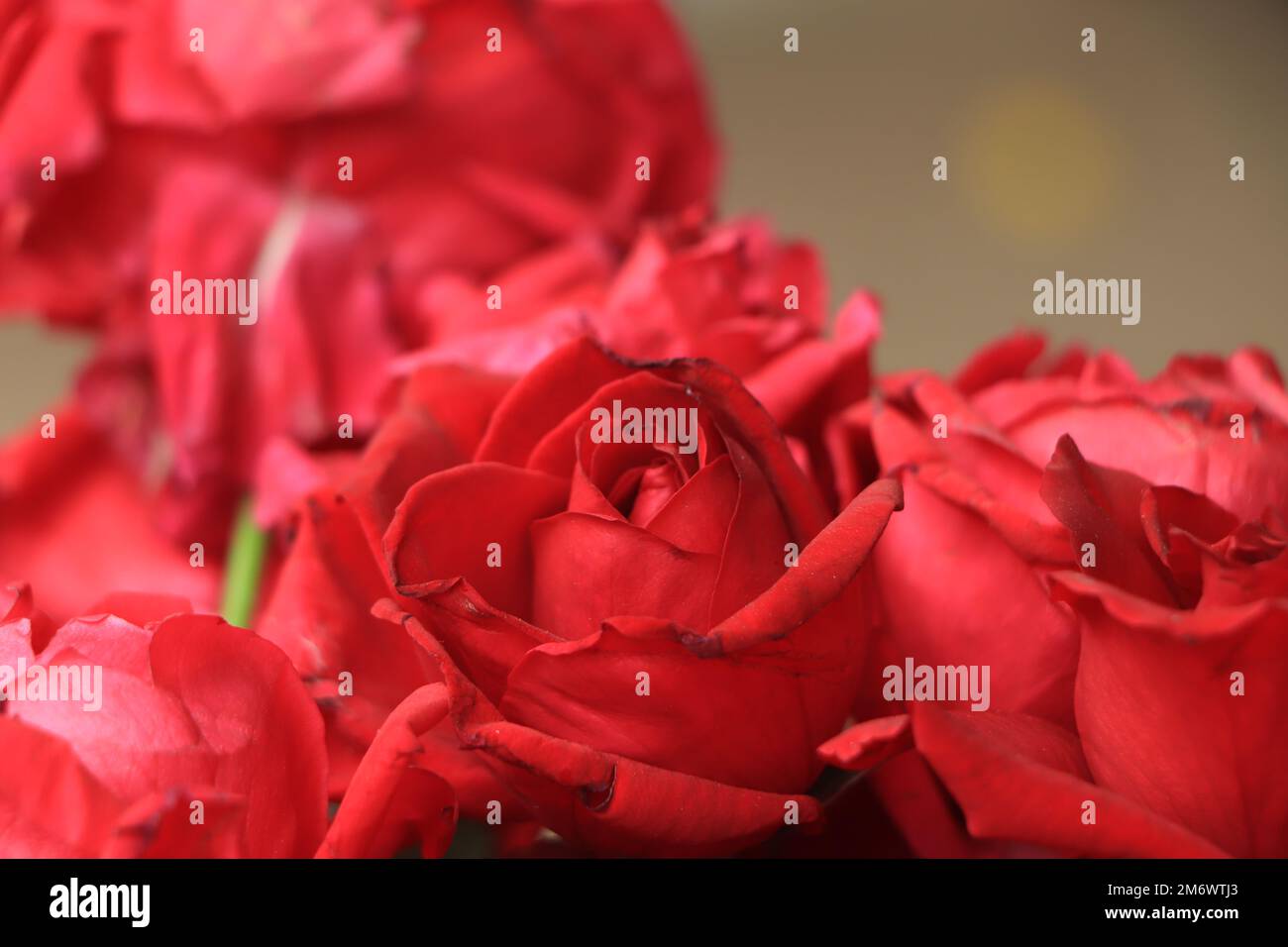 Natural red roses background Stock Photo - Alamy