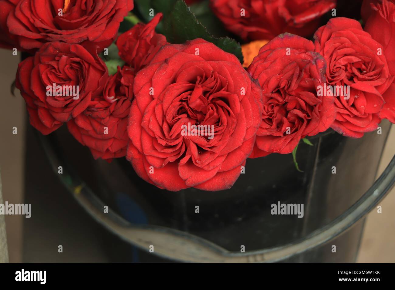 Valentine red rose hi-res stock photography and images - Alamy