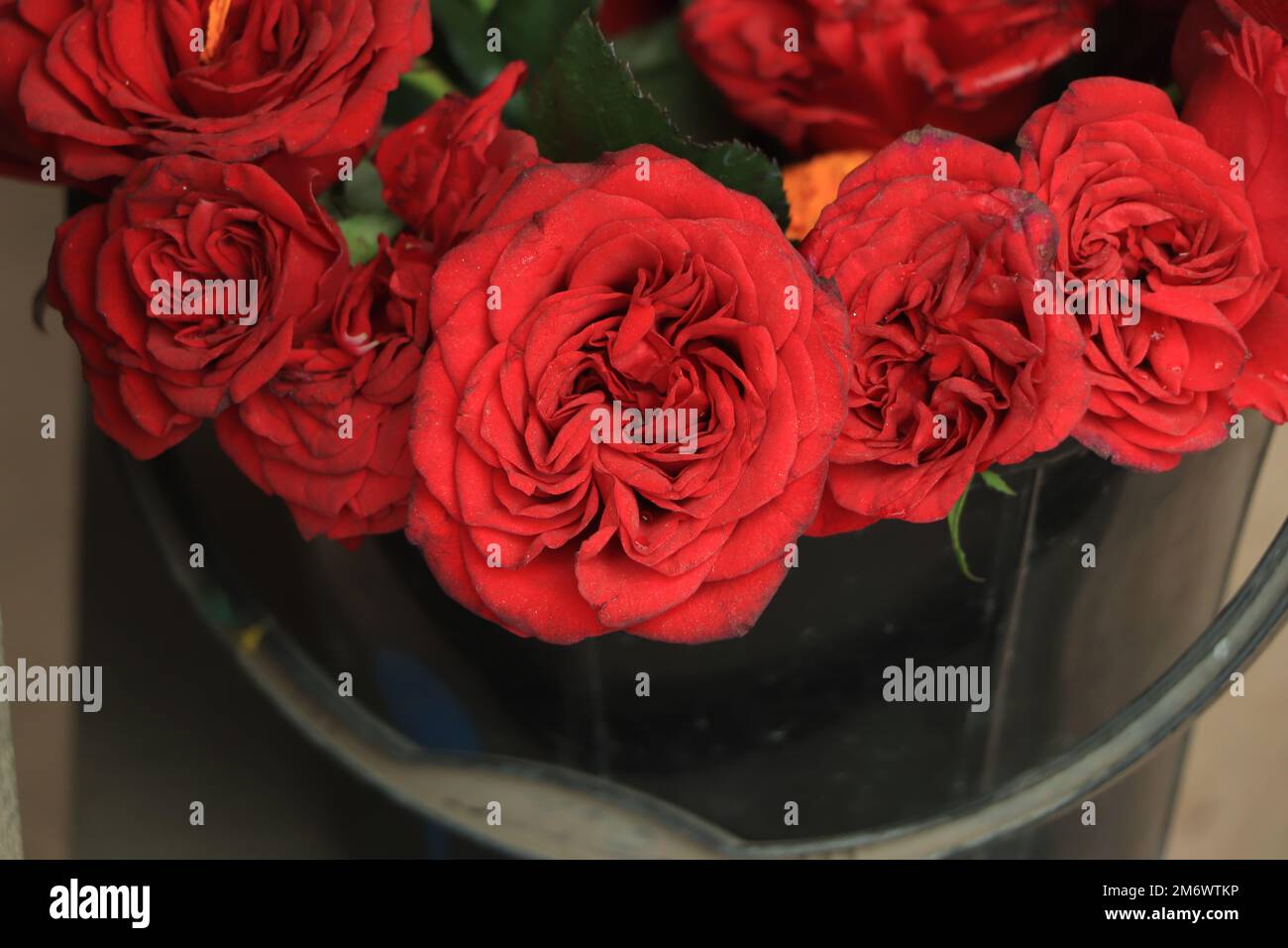 Natural red roses background. atmosphere of celebration, love and ...
