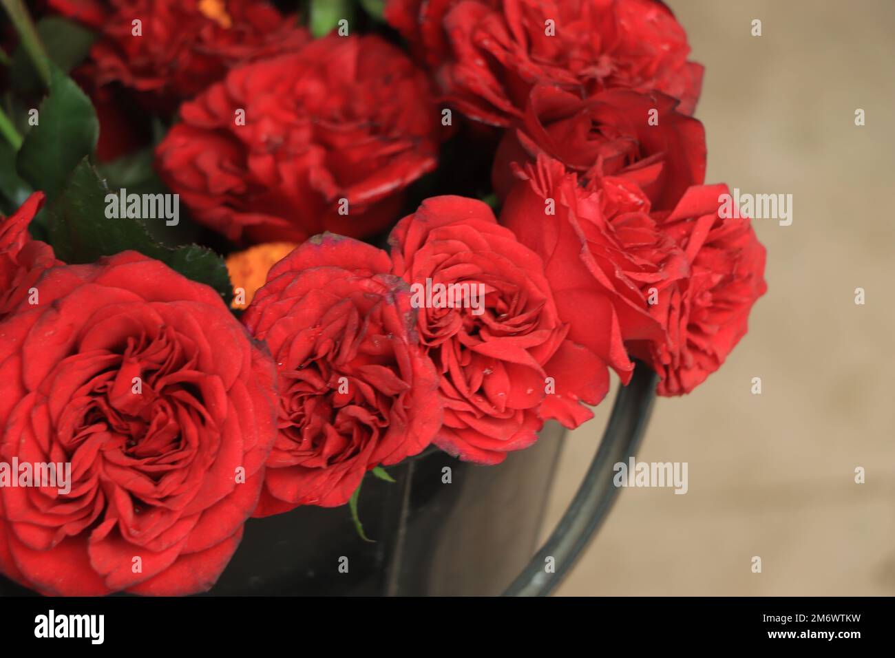 Blurry red floral background. Red roses background. Texture of red ...