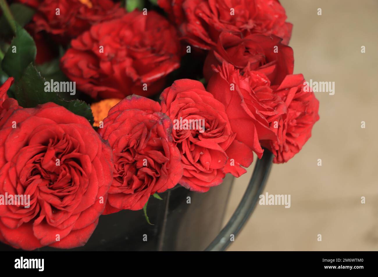 Red natural roses background Stock Photo - Alamy