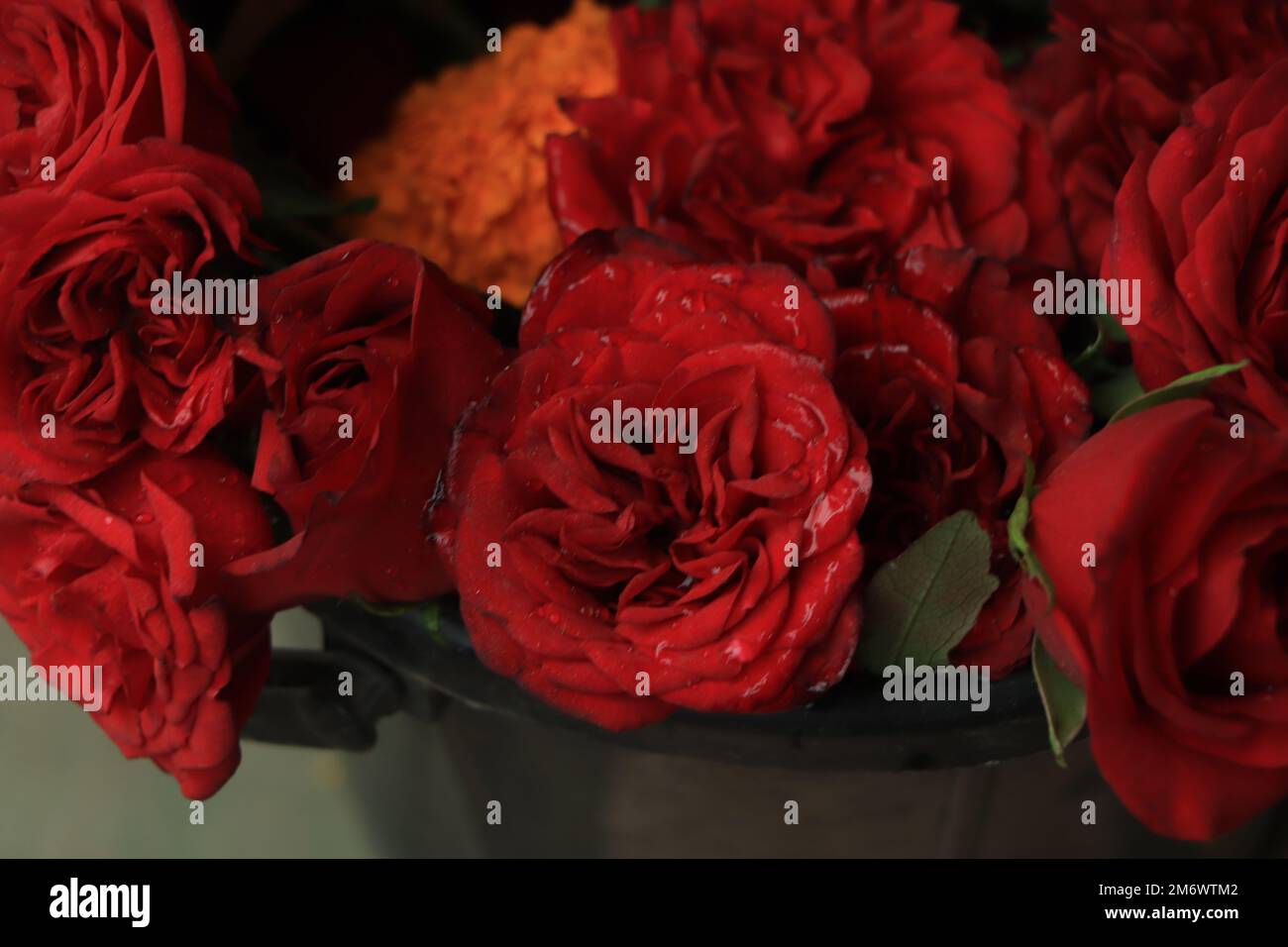 Natural red roses background, flowers wall Stock Photo - Alamy