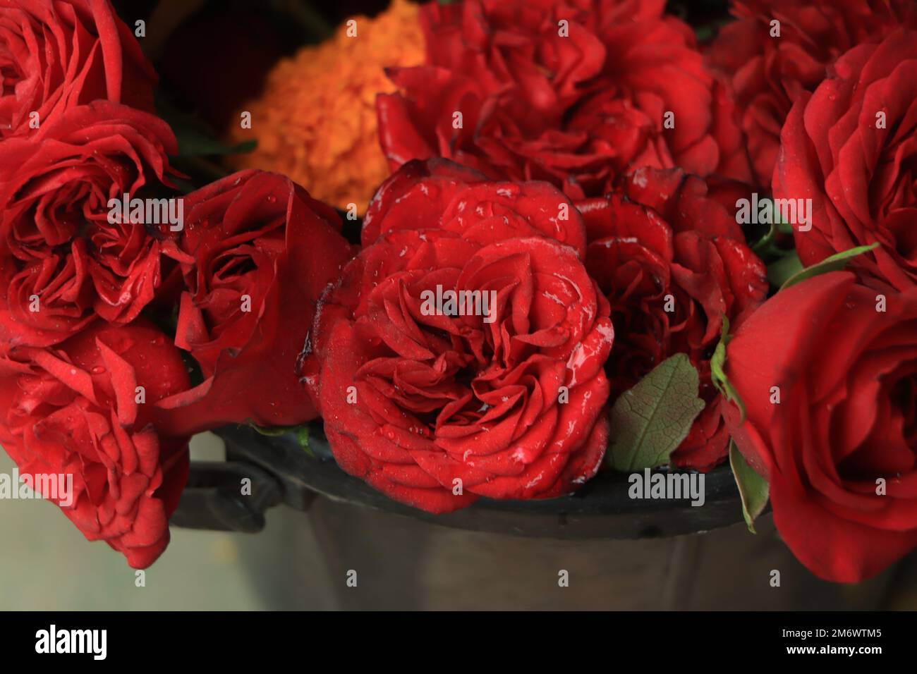 Elegant red rose water hi-res stock photography and images - Alamy