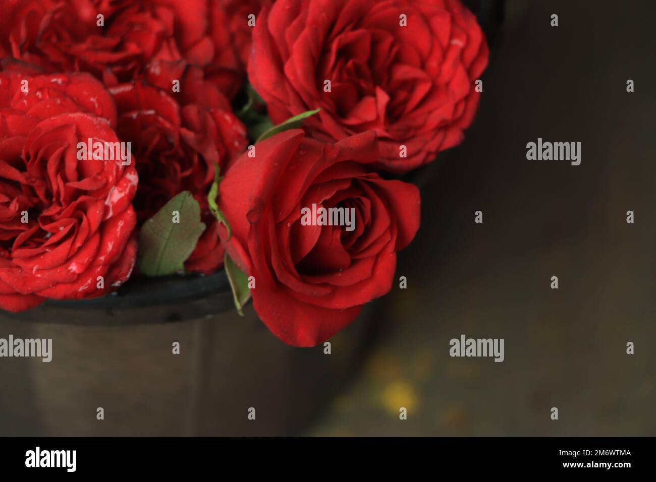 Bunch aromatic red roses hi-res stock photography and images - Alamy