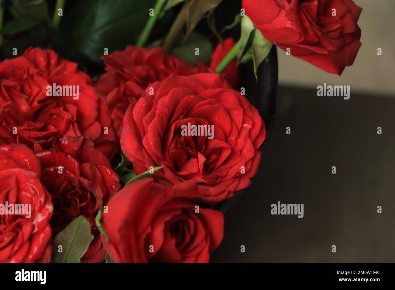 Natural red roses background. Color of the holiday Stock Photo - Alamy