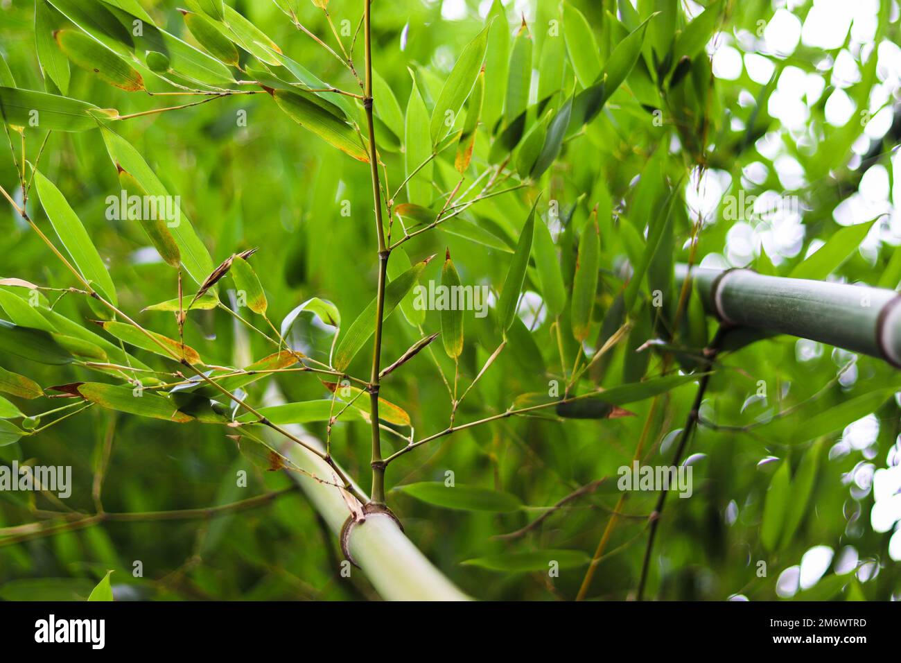 Bamboo shoots and leaves close-up Stock Photo - Alamy