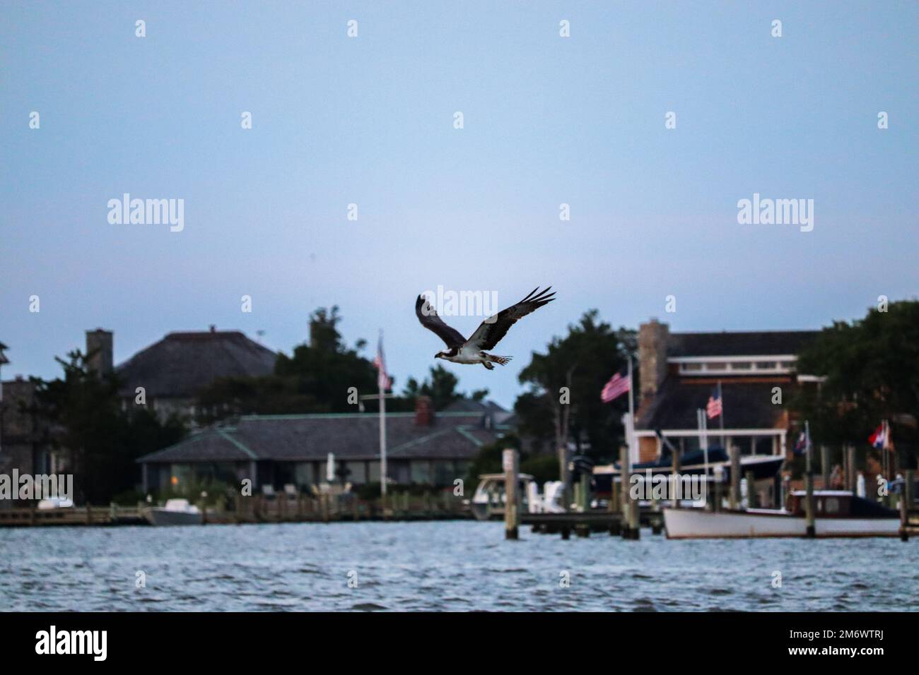 Osprey flying over the water on the bay Stock Photo - Alamy