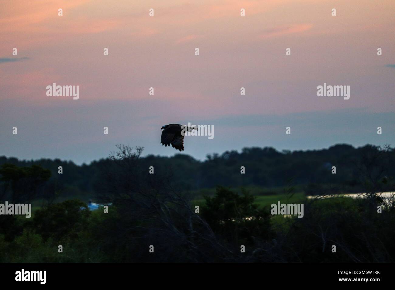 Osprey flying over water hi-res stock photography and images - Alamy
