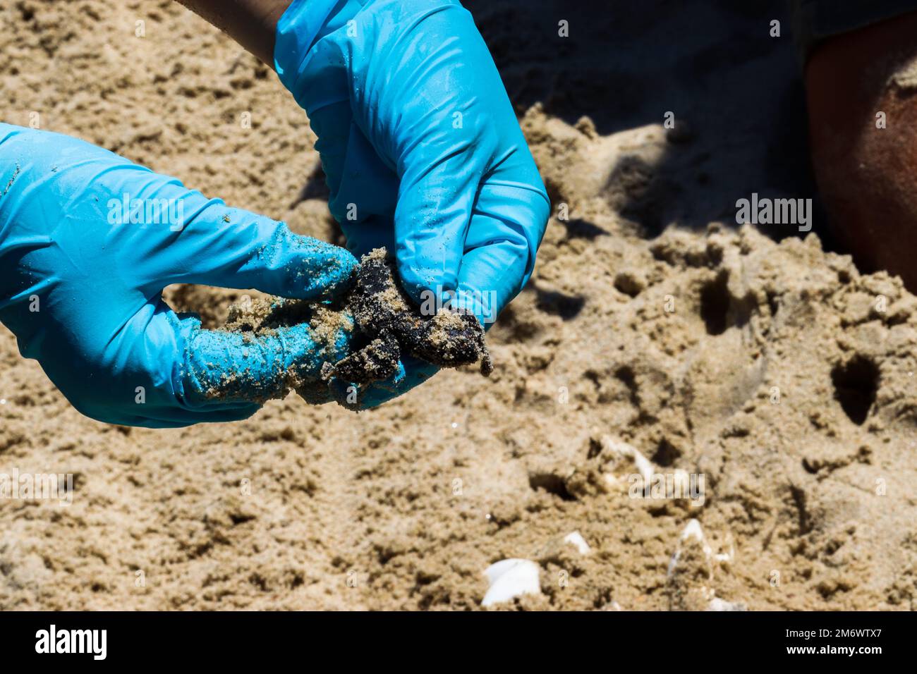Endangered sea turtles hatching on the beach with assistance of park ...