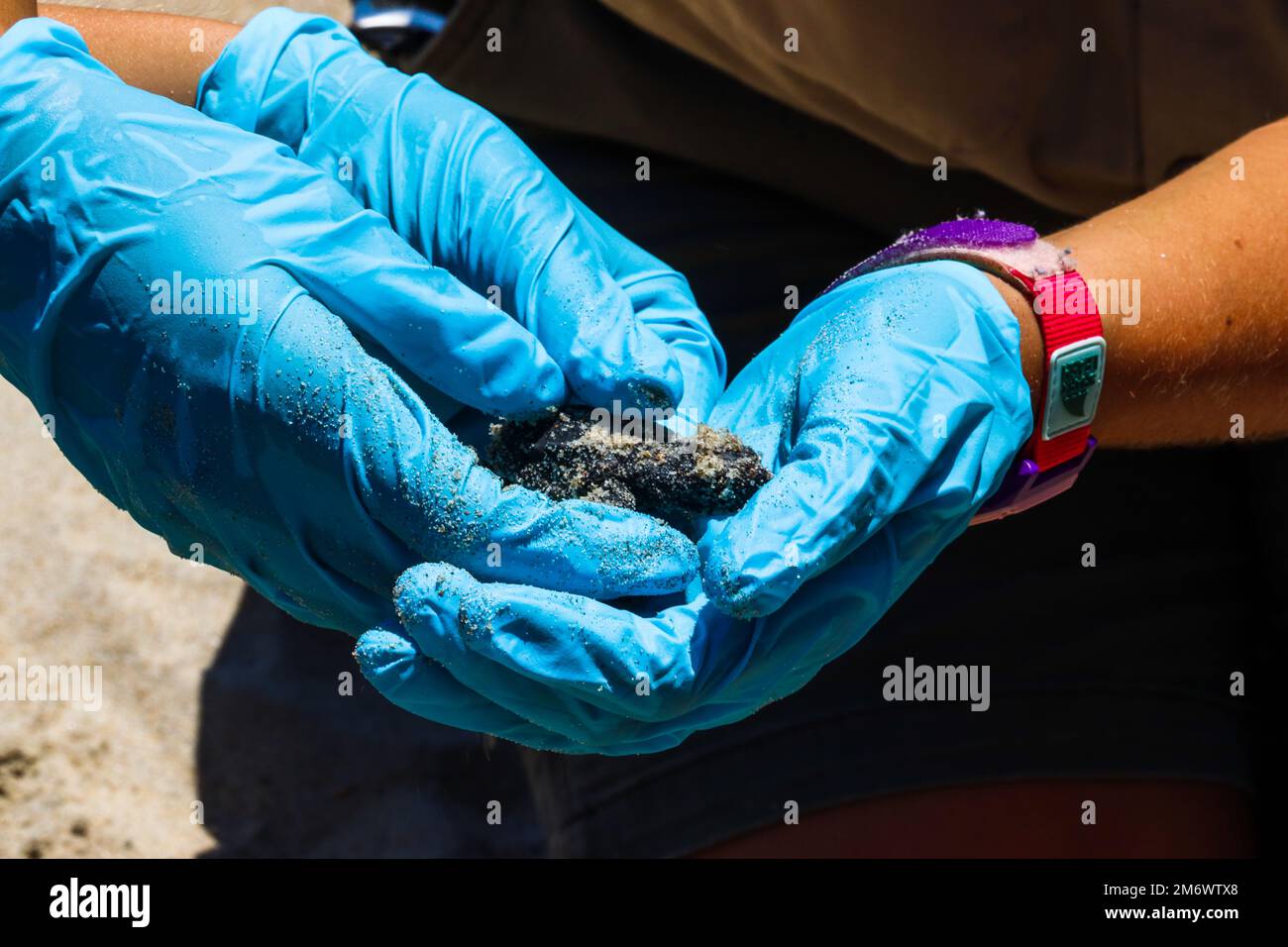 Endangered sea turtles hatching on the beach with assistance of park ...